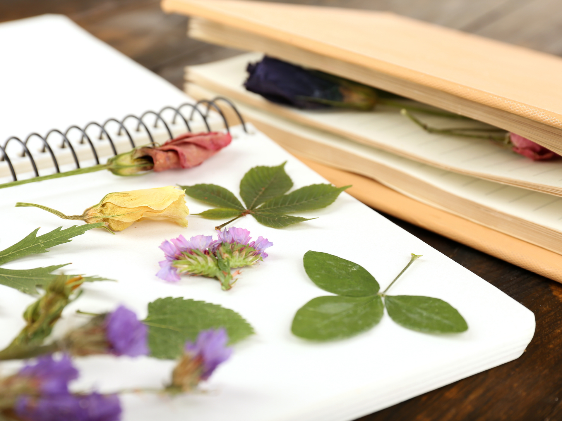 S1E9: Exploring Nature with Children with Lynn Seddon – The New Mason Jar